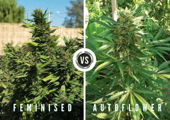 Can you Grow Autoflower and Feminised Seeds Together? | Dutch Passion