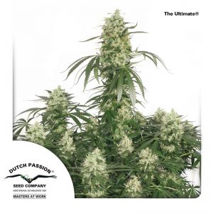 Deep Water Culture (DWC) Cannabis Grow Guide | Dutch Passion