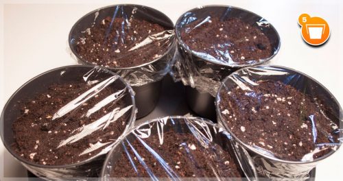 Soil Germination Method in 8 Steps | Dutch Passion Blogs