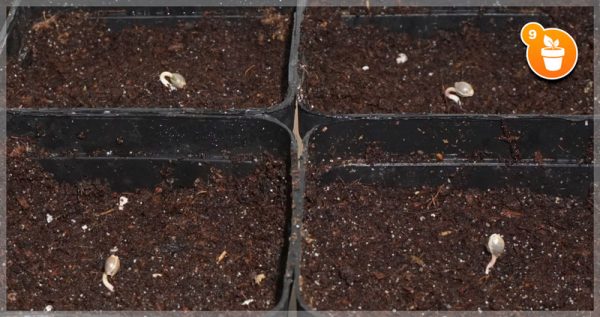 Cotton Pad Germination Method | Dutch Passion Blogs