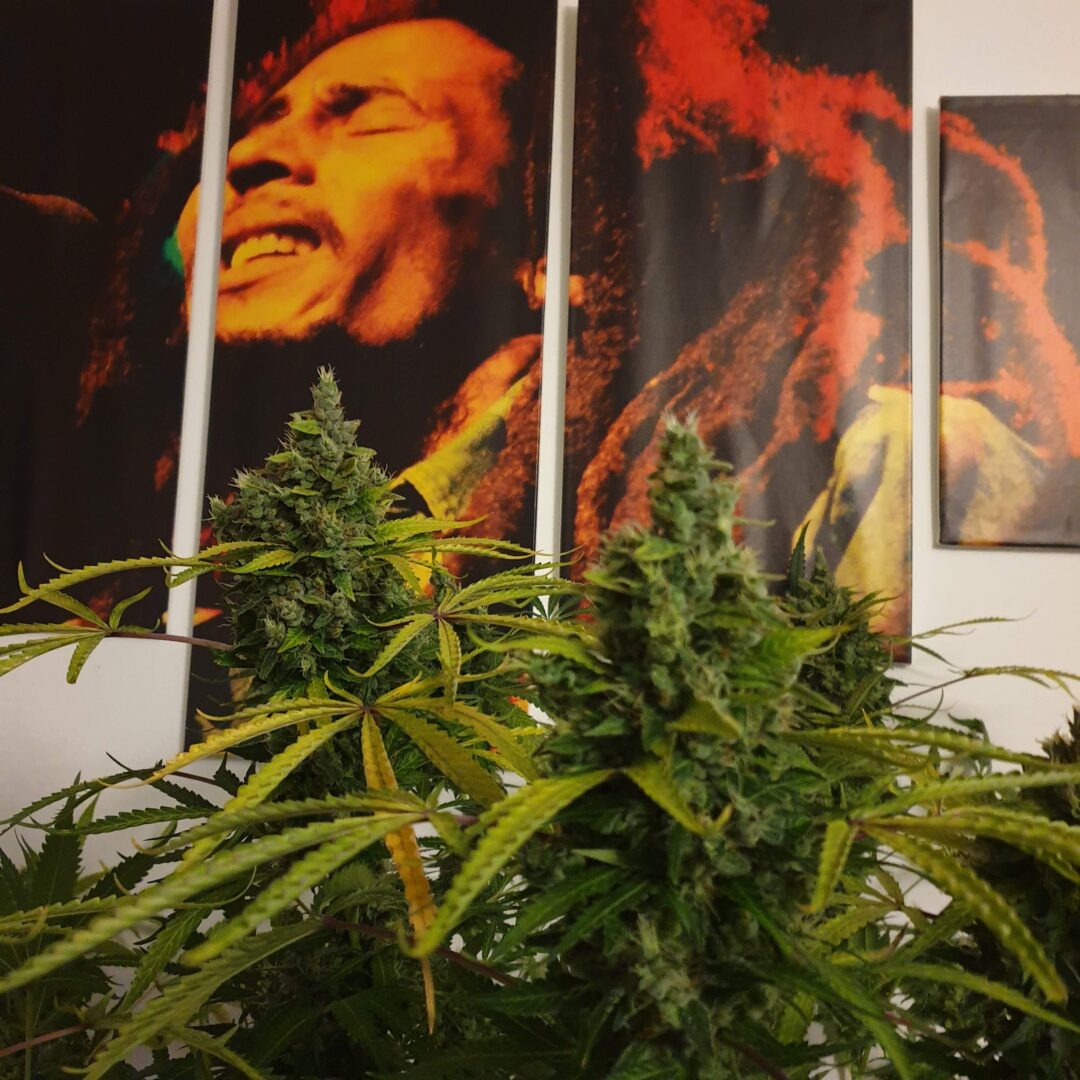 Auto Lemon Kix Grow Review in coco fibre with LED light | Dutch Passion