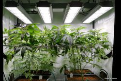 SCROG - How to Grow Cannabis With The Screen of Green Method