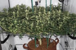 SCROG - How to Grow Cannabis With The Screen of Green Method