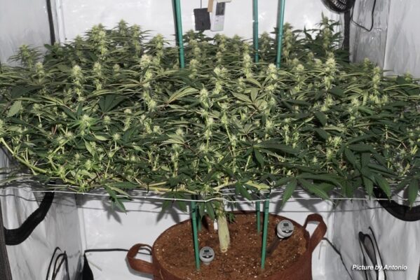 SCROG - How to Grow Cannabis With The Screen of Green Method