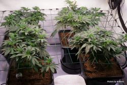 SCROG - How to Grow Cannabis With The Screen of Green Method