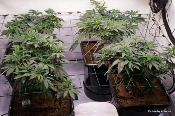 SCROG - How to Grow Cannabis With The Screen of Green Method