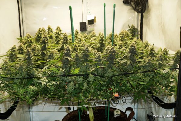 SCROG - How to Grow Cannabis With The Screen of Green Method