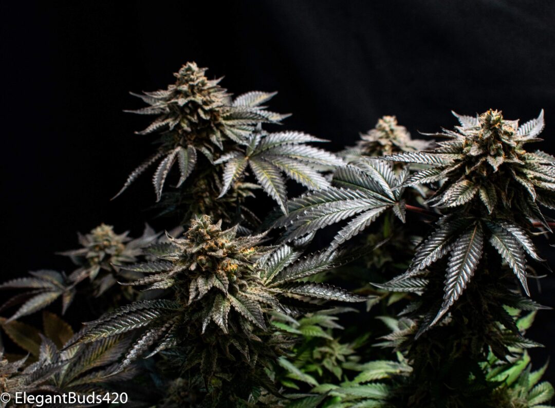 Mokum's Tulip grown indoors under HPS lights - Dutch Passion