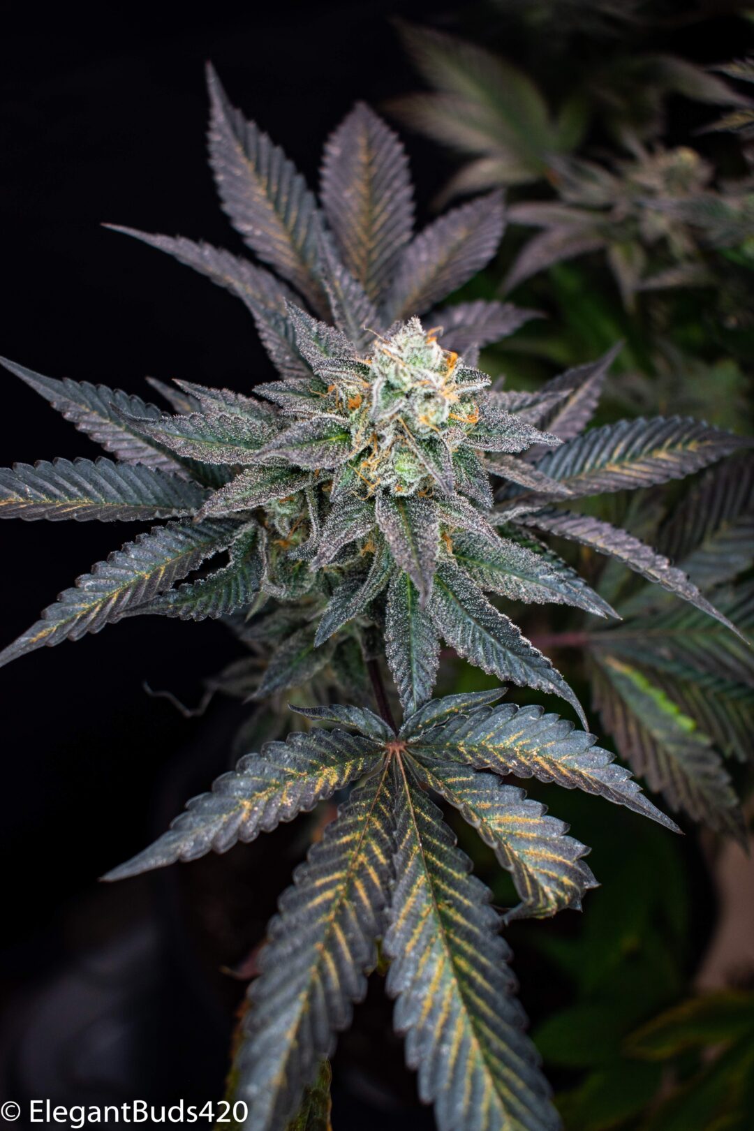 Mokum's Tulip grown indoors under HPS lights - Dutch Passion