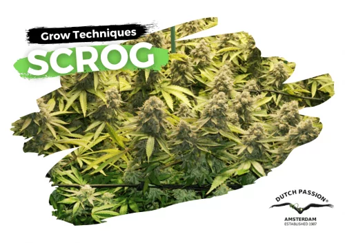 SCROG - How to Grow Cannabis With The Screen of Green Method