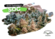 SOG: How to Grow Cannabis with the Sea of Green Method