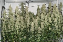 SOG: How to Grow Cannabis with the Sea of Green Method