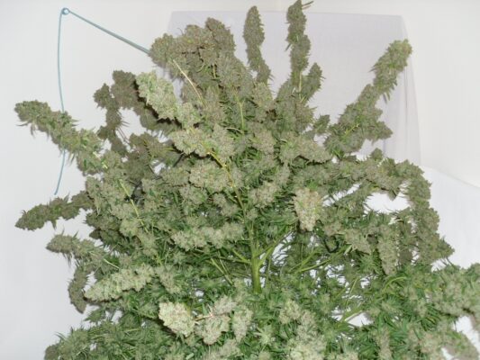 Deep Water Culture (DWC) Cannabis Grow Guide | Dutch Passion