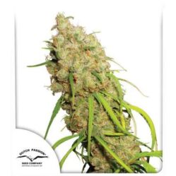 Cannabis Low Stress Training (LST) Practical Guide | Dutch Passion