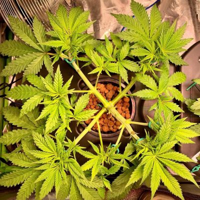 Cannabis Low Stress Training (LST) Practical Guide | Dutch Passion