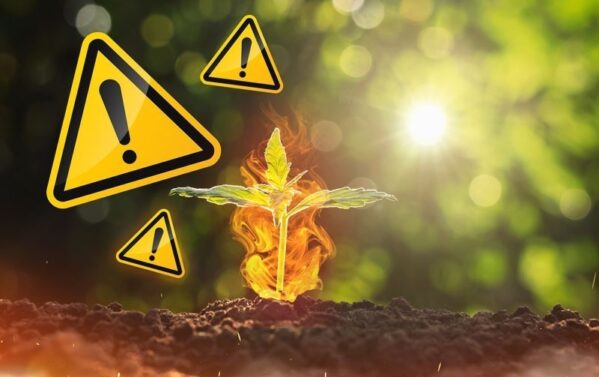 SOG: How to Grow Cannabis with the Sea of Green Method