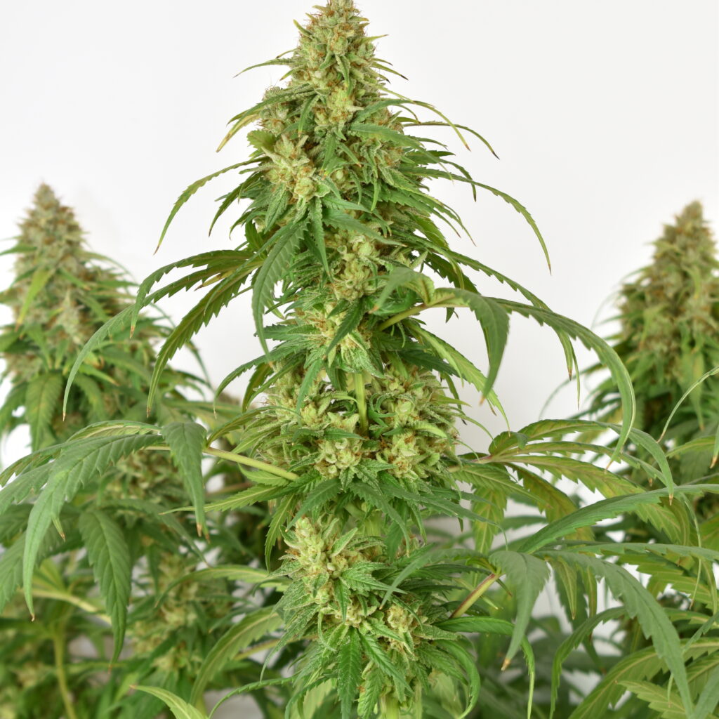 When and how to harvest CBG cannabis buds | Dutch Passion