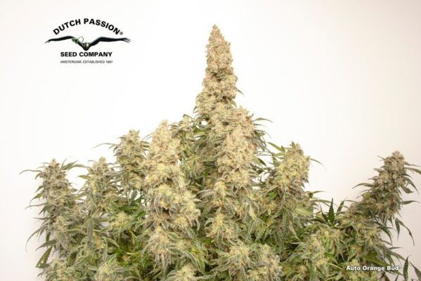 7 Tips to Improve Potency of Homegrown Cannabis | Dutch Passion