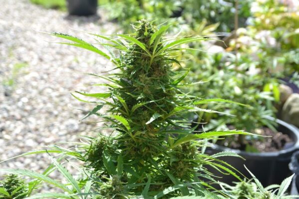 Practical Guide to Growing Cannabis in the UK | Dutch Passion
