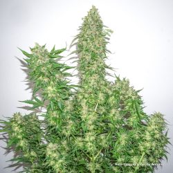 Topping autoflowers for better yields: good or bad idea? | Dutch Passion