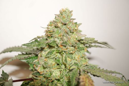 Cannabis flowering stretch master guide