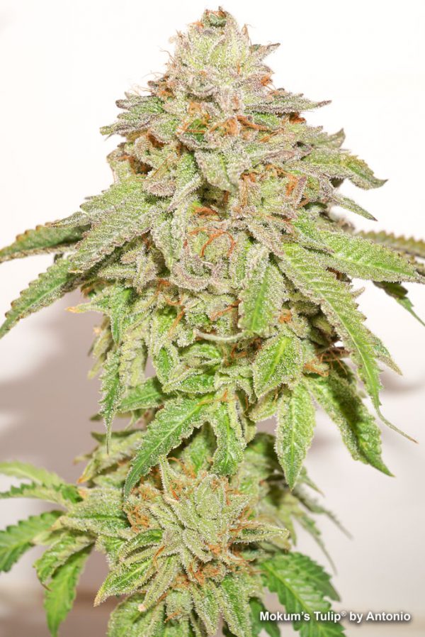 Mokum’s Tulip Cannabis Cups winner indoor grow review | Dutch Passion