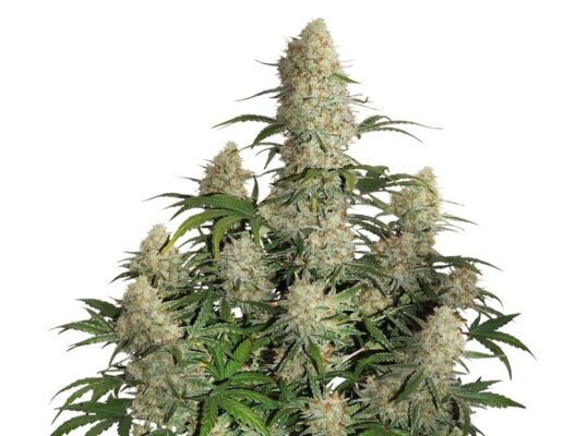 Top 10 Best Outdoor Cannabis Seeds UK (Fem & Auto) | Dutch Passion