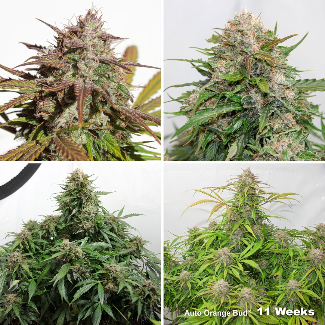 Auto Orange Bud flowering pictures week by week | Dutch Passion