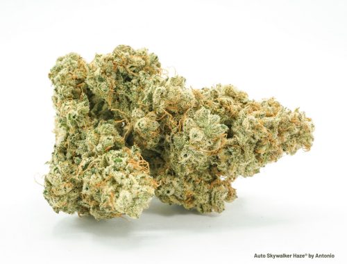 Auto Skywalker Haze indoor grow review with LED grow lights