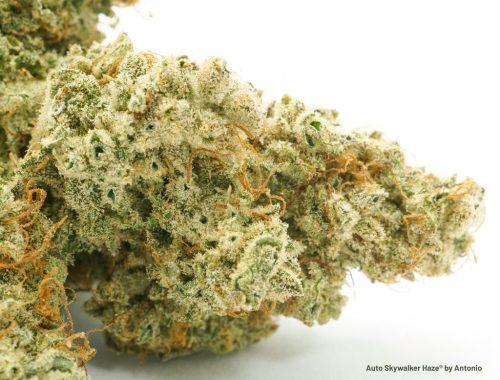 7 Tips to Improve Potency of Homegrown Cannabis | Dutch Passion