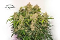 7 Tips to Improve Potency of Homegrown Cannabis | Dutch Passion