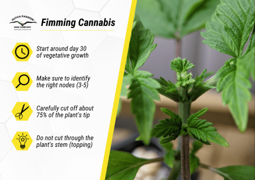 Topping Cannabis: Why, When and How-to Tutorial | Dutch Passion