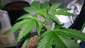 Topping Cannabis: Why, When and How-to Tutorial | Dutch Passion