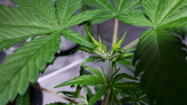 Topping Cannabis: Why, When and How-to Tutorial | Dutch Passion