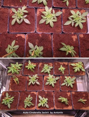 Auto Cinderella Jack 25% THC indoor harvest report | Dutch Passion