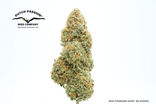 Auto Cinderella Jack 25% THC indoor harvest report | Dutch Passion