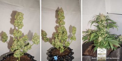 Cannabis Defoliation How-To Guide for Better Yields | Dutch Passion