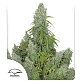Topping autoflowers for better yields: good or bad idea? | Dutch Passion