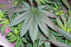 Cannabis Temperature and Humidity Levels Guide | Dutch Passion