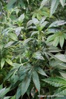Cannabis regeneration: when and how to re-veg cannabis?