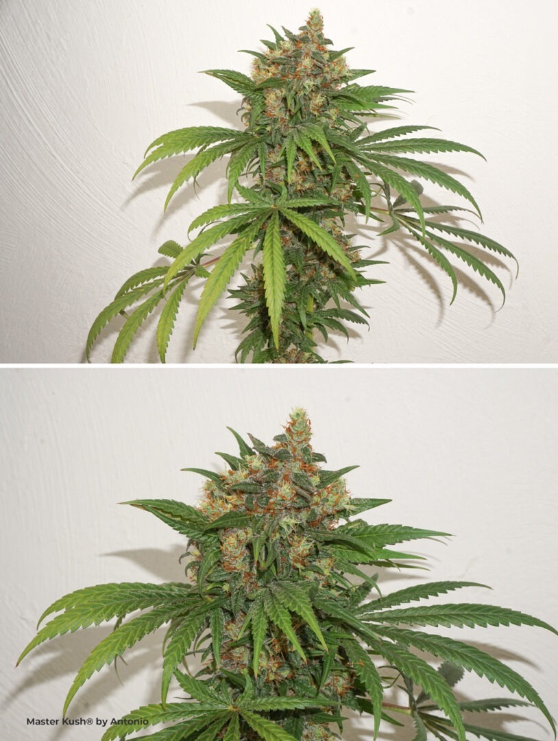 Master Kush Grown Indoors From Feminised Seeds | Dutch Passion