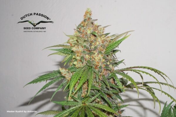 Master Kush Grown Indoors From Feminised Seeds | Dutch Passion