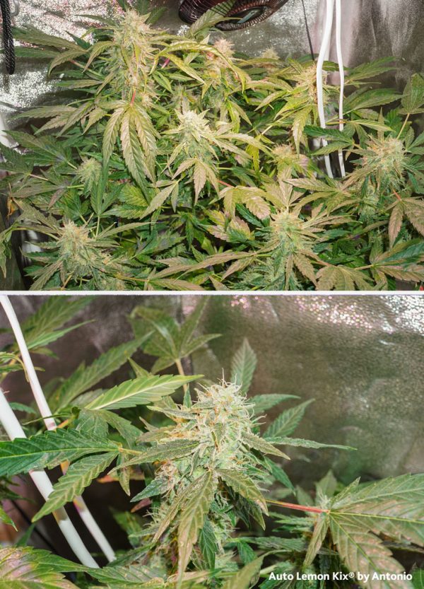 Auto Lemon Kix grow diary (60x60 tent with a 60W LED) | Dutch Passion