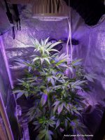 Auto Lemon Kix grow diary (60x60 tent with a 60W LED) | Dutch Passion