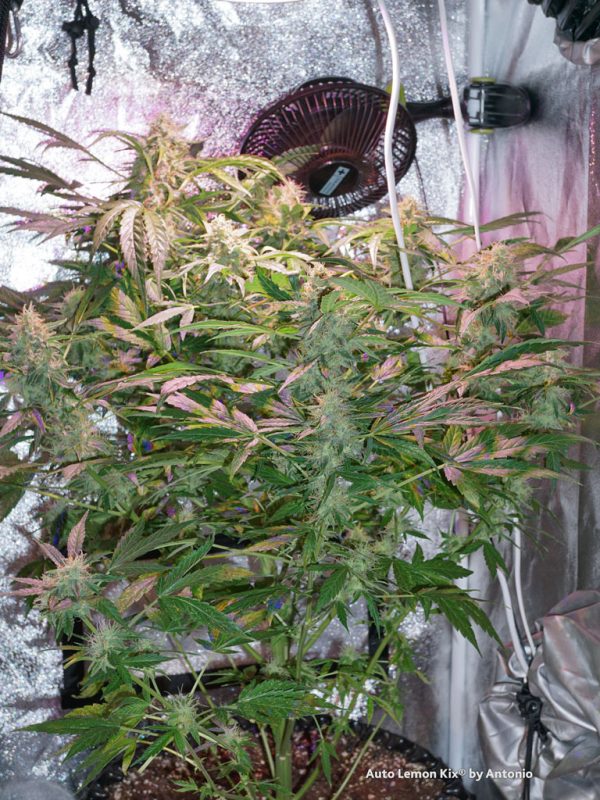 Auto Lemon Kix grow diary (60x60 tent with a 60W LED) | Dutch Passion