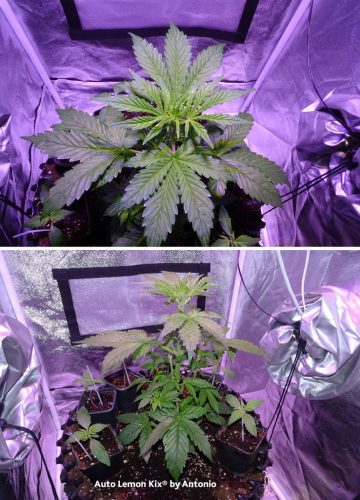 Auto Lemon Kix grow diary (60x60 tent with a 60W LED) | Dutch Passion