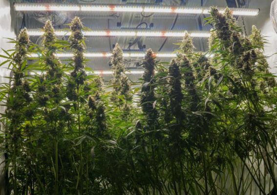 Autoflower cannabis plant light schedule | Dutch Passion