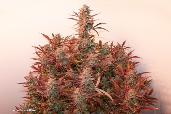 Cannabis Temperature and Humidity Levels Guide | Dutch Passion