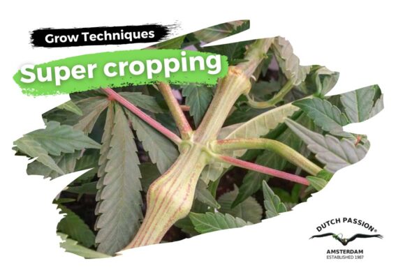 Super Cropping Cannabis: How to do it and When? | Dutch Passion