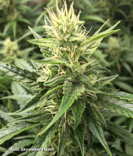 Auto Skywalker Haze grow diary: 280g harvest in 85 days | Dutch Passion